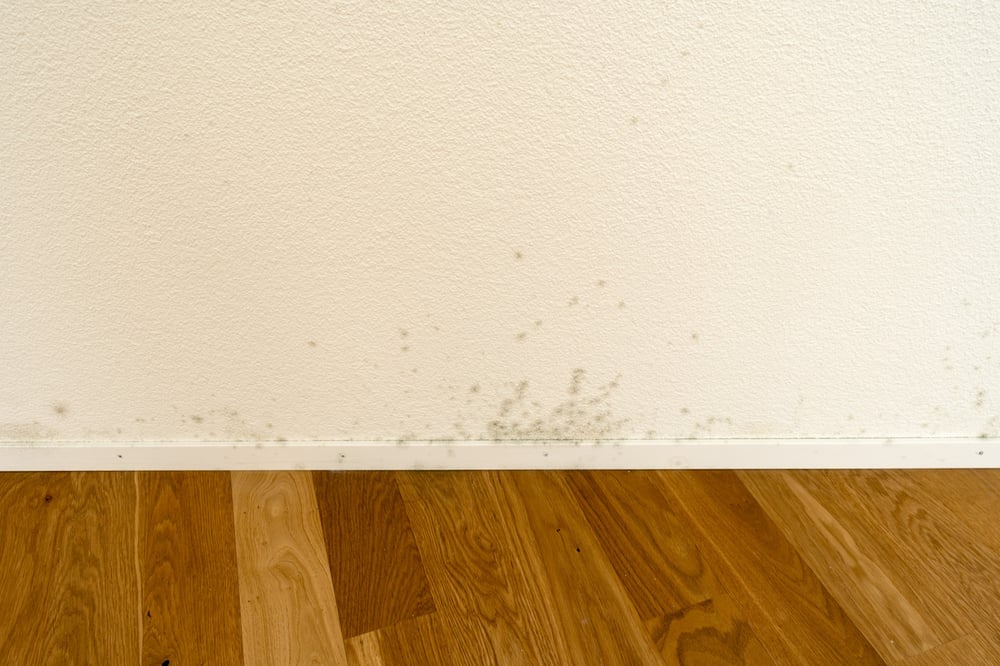 Mold Remeidation | Hina Environmental | Columbus, Ohio